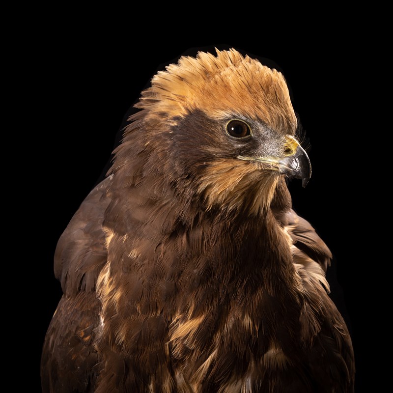 Home | British Bird Of Prey Centre